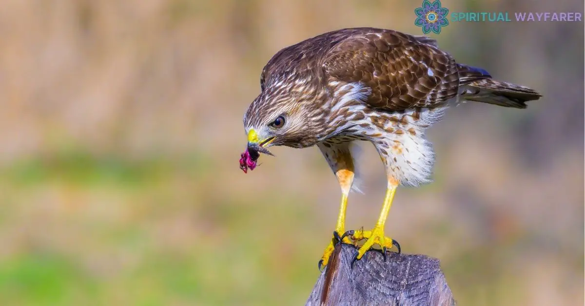 Unveiling the Mystic Symbolism of the Red-Shouldered Hawk: A Cultural ...