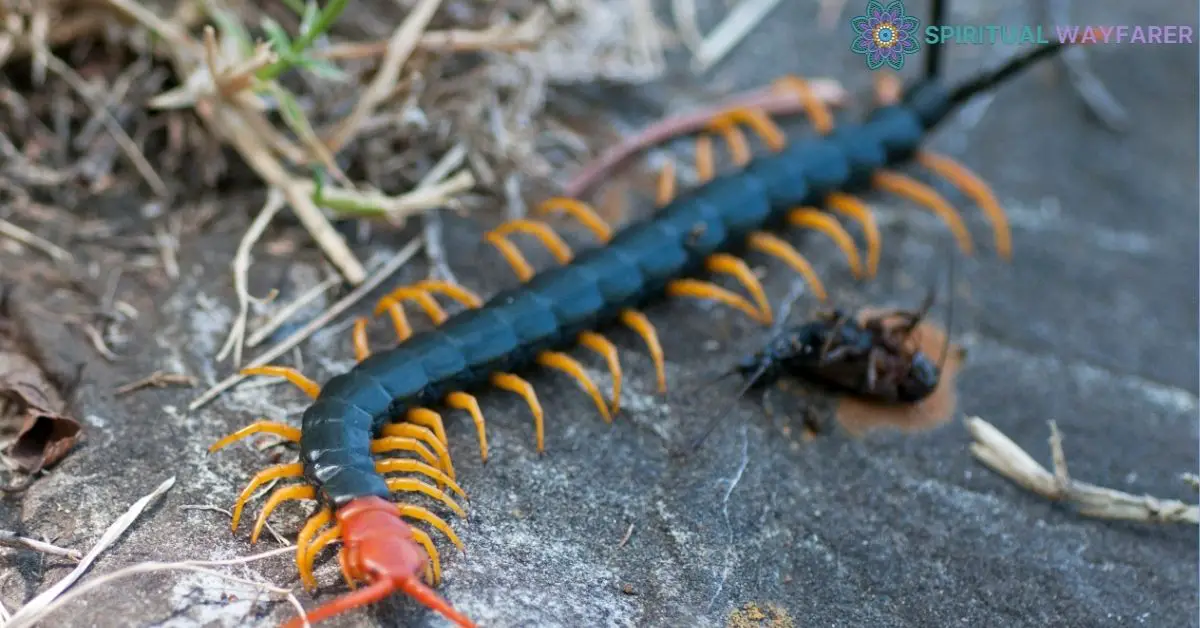 Unraveling the Mystery: The Spiritual Symbolism of Centipedes Explored