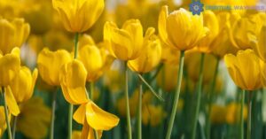 Unveiling the Spiritual Significance of Yellow: A Deep Dive into Color ...