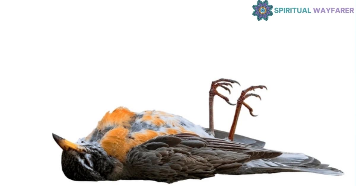 Unlocking the Mystery: What Does a Dead Robin Symbolize?