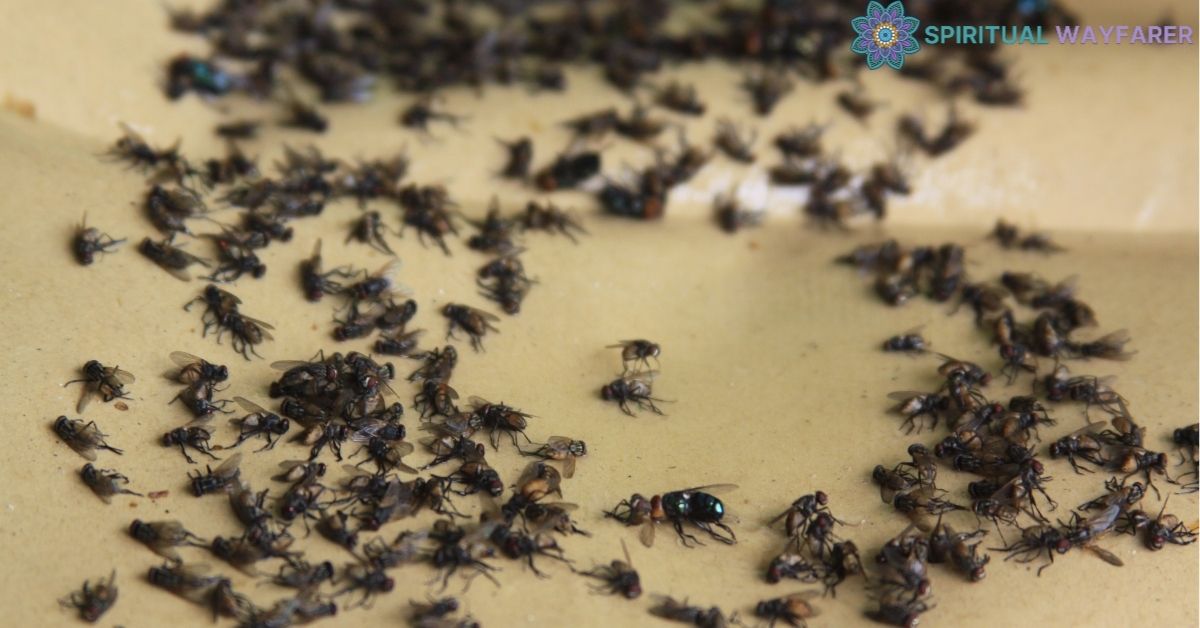 Unlocking the Spiritual Wisdom of Dead Flies in Your Home