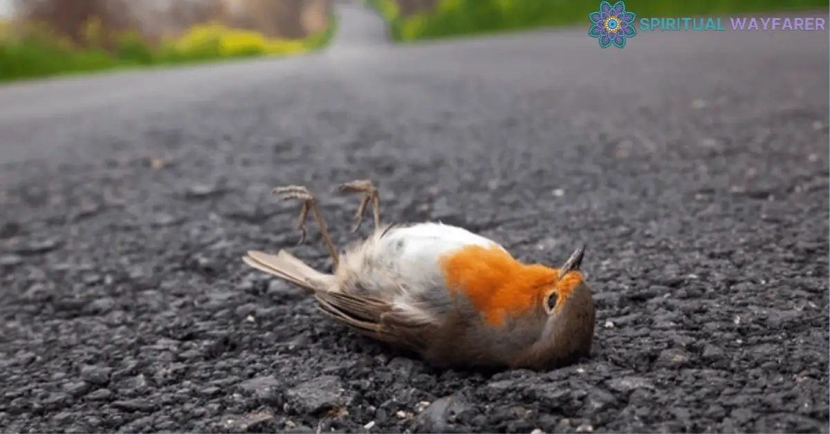 Unlocking the Mystery: What Does a Dead Robin Symbolize?