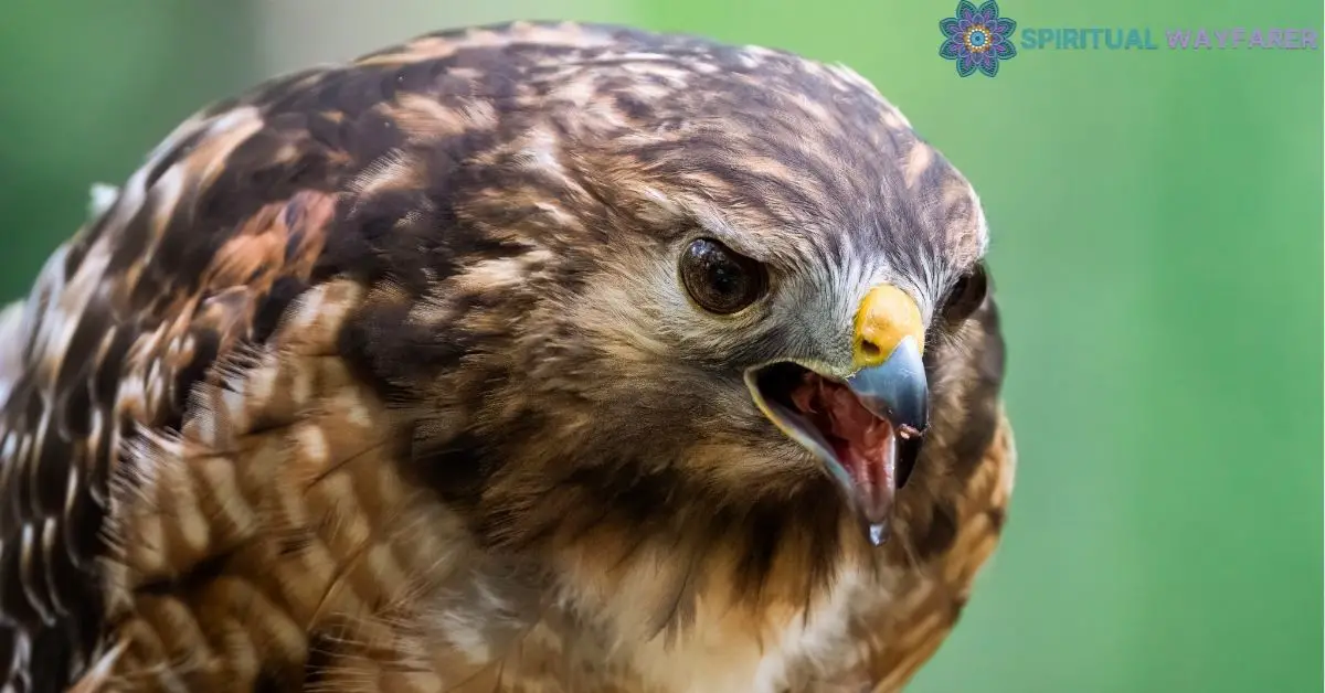 Unveiling the Mystic Symbolism of the Red-Shouldered Hawk: A Cultural ...