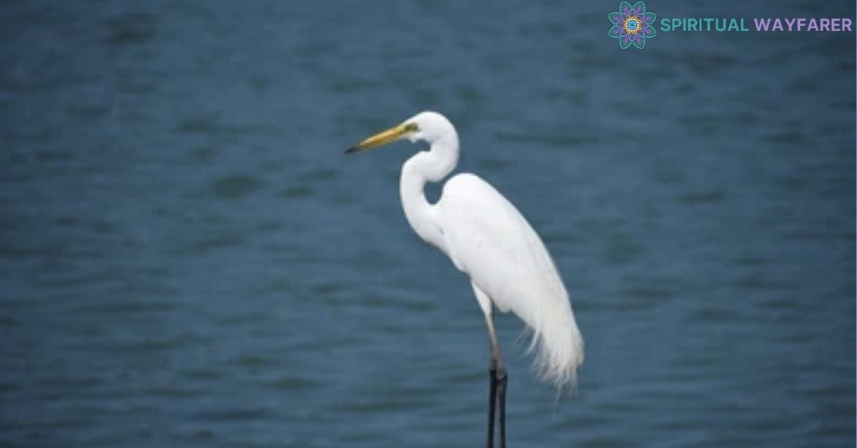 Unveiling the Symbolism: What Does a White Crane Mean Across Cultures?