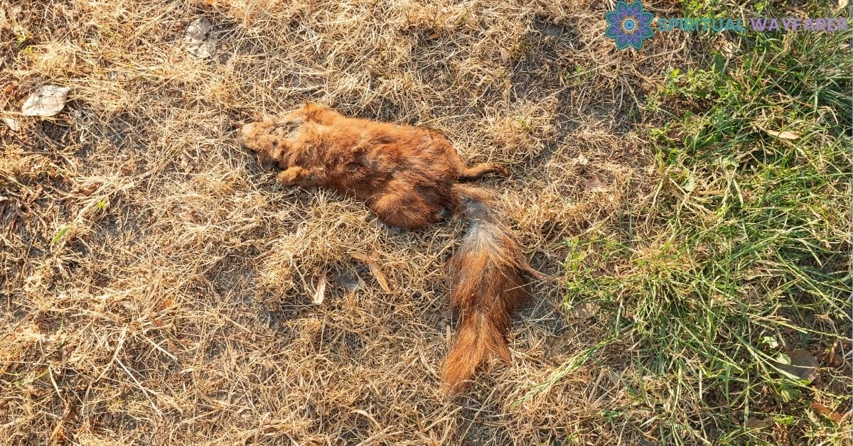 Unlocking the Mysteries: What Does a Dead Squirrel Symbolize in Your Path?