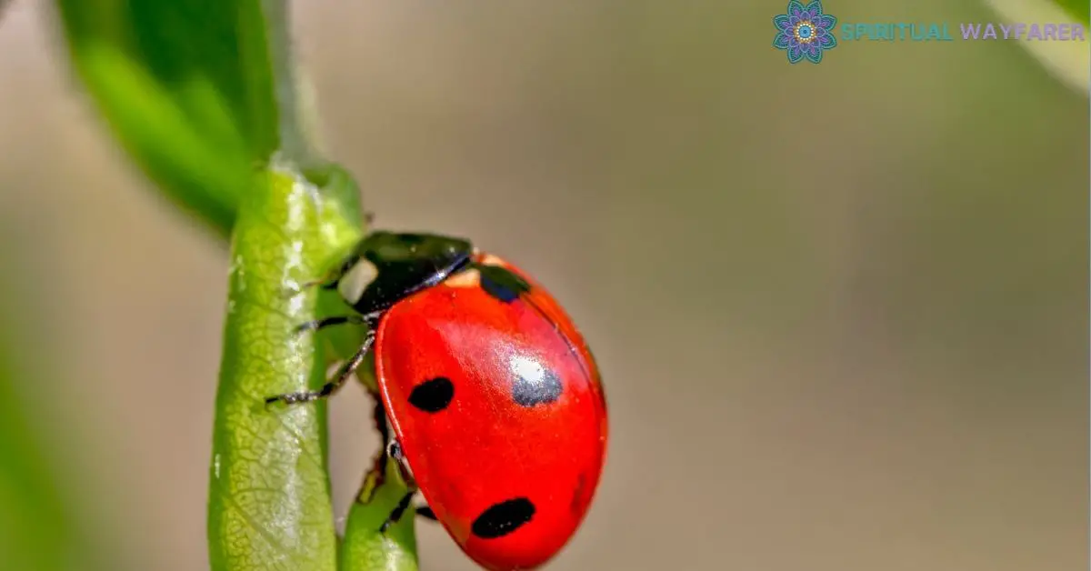 Unraveling the Mystery: Does Killing a Ladybug Really Bring Bad Luck?