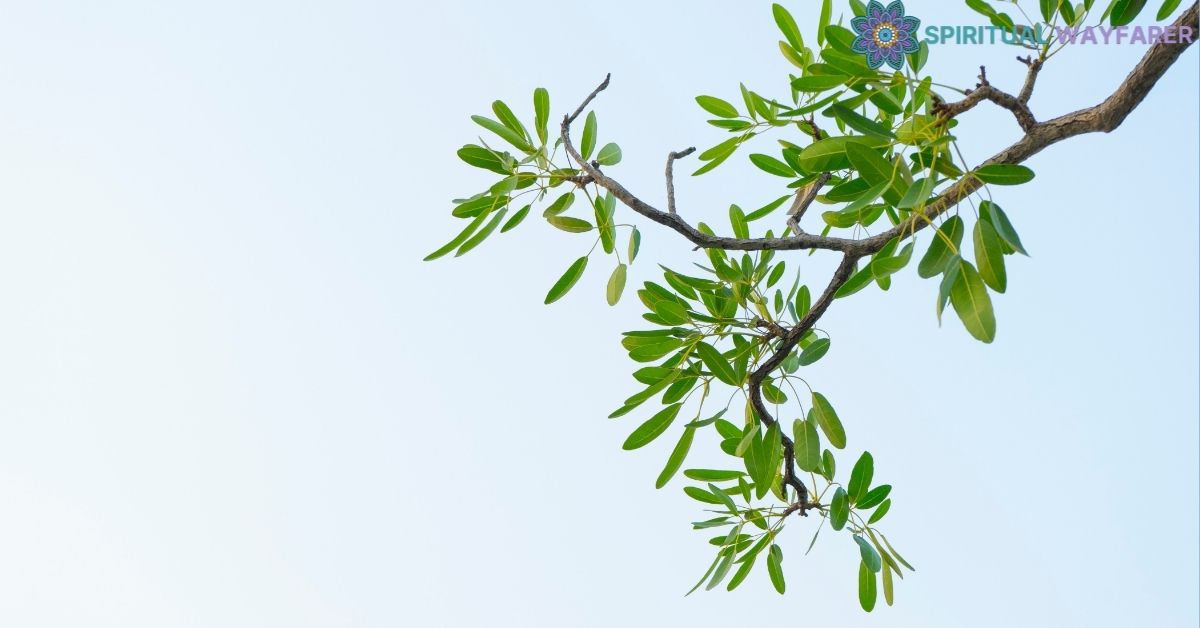 Unlocking the Mysteries: Spiritual Meanings of Fallen Tree Branches ...