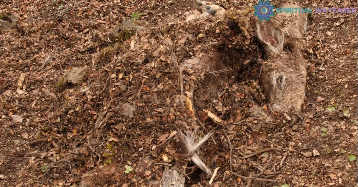 Unlocking the Mysteries: The Spiritual Significance of a Dead Raccoon