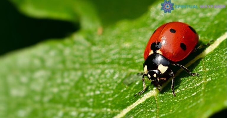 Unraveling the Mystery: Does Killing a Ladybug Really Bring Bad Luck?