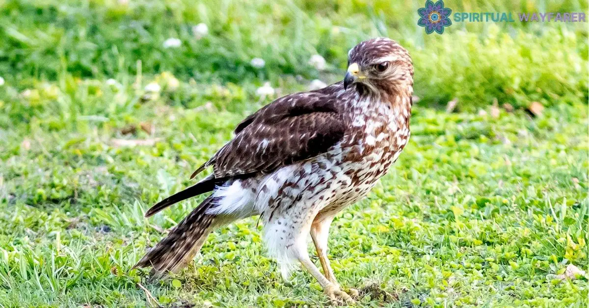 Unveiling the Mystic Symbolism of the Red-Shouldered Hawk: A Cultural ...