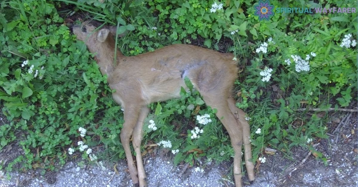 Unveiling the Mysterious: The Spiritual Meaning behind Hitting a Deer