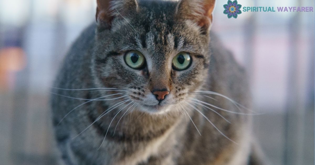 Unveiling the Spiritual Message: Why Your Cat Brings Birds Home