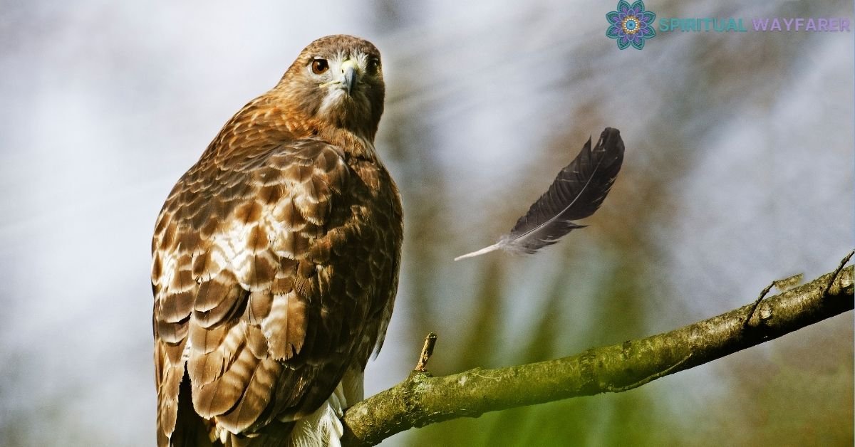Unraveling the Mystery: What Finding a Hawk Feather Truly Means