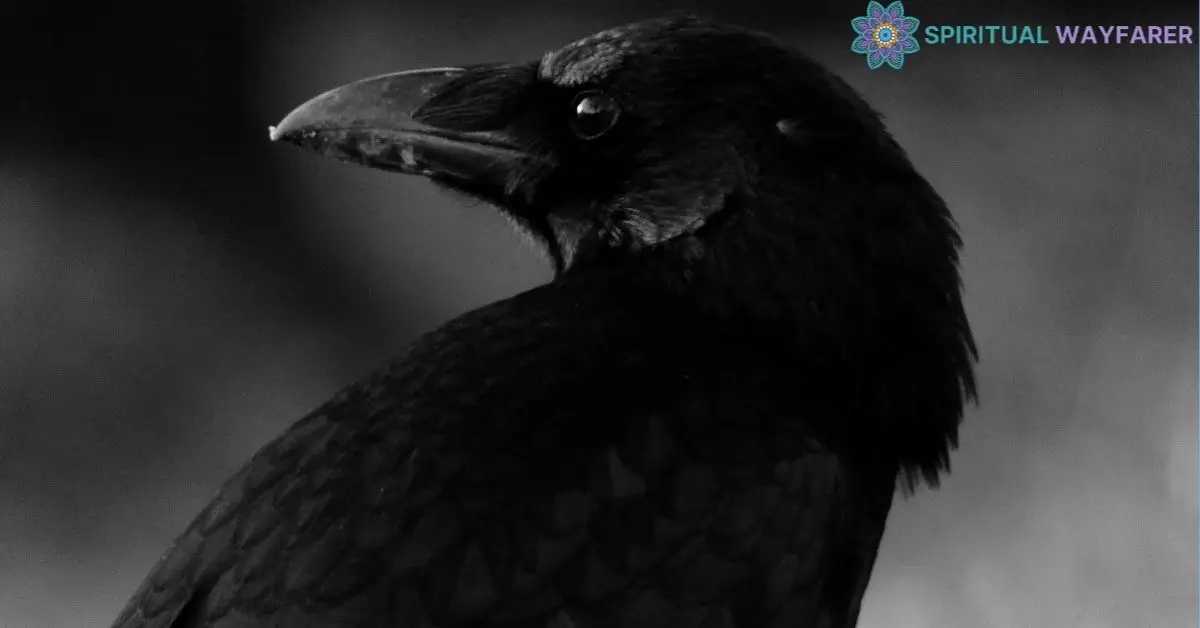 Unraveling the Raven: Spiritual Meanings and Symbolism Across Cultures