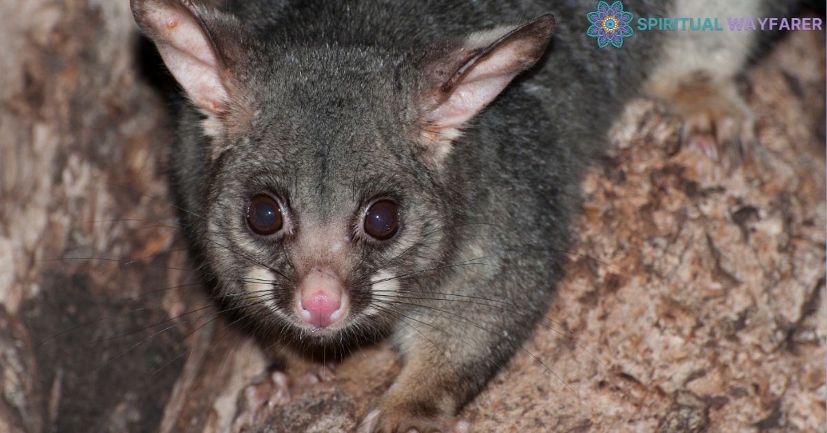 Exploring the Spiritual Resonance: What Seeing a Possum Truly Means