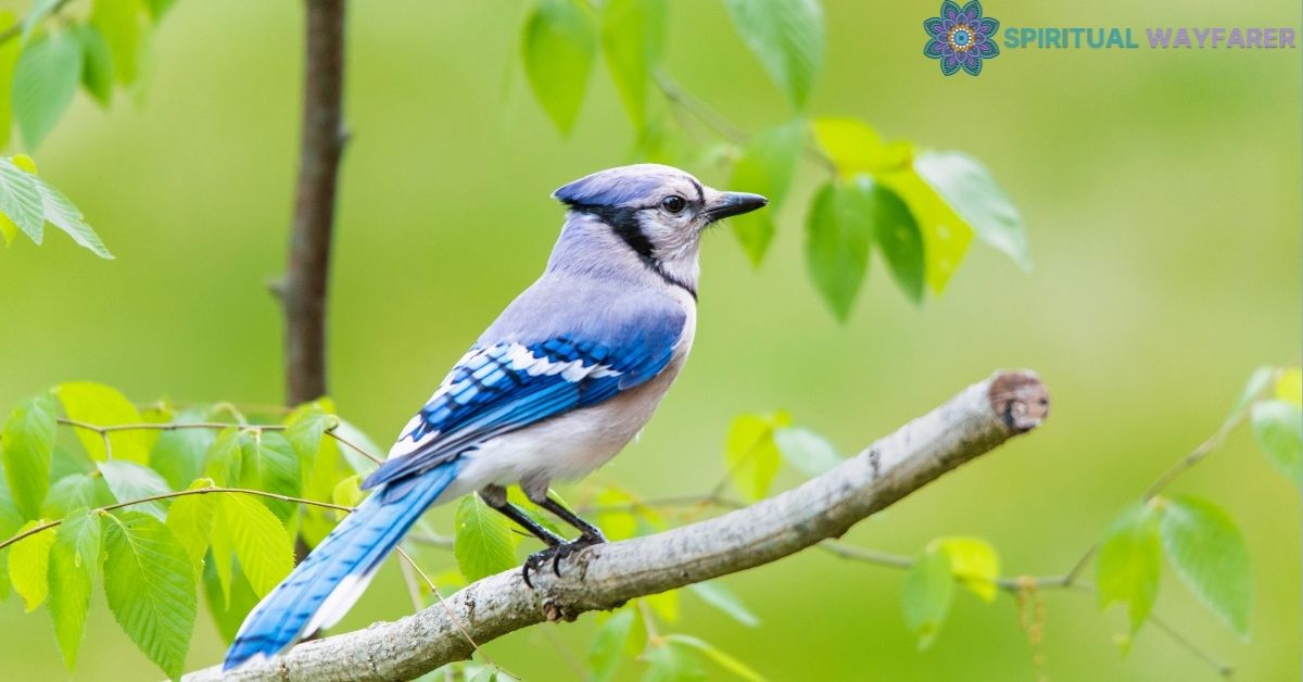 Unlocking the Symbolism: The Fascinating Meaning Behind Blue Jays