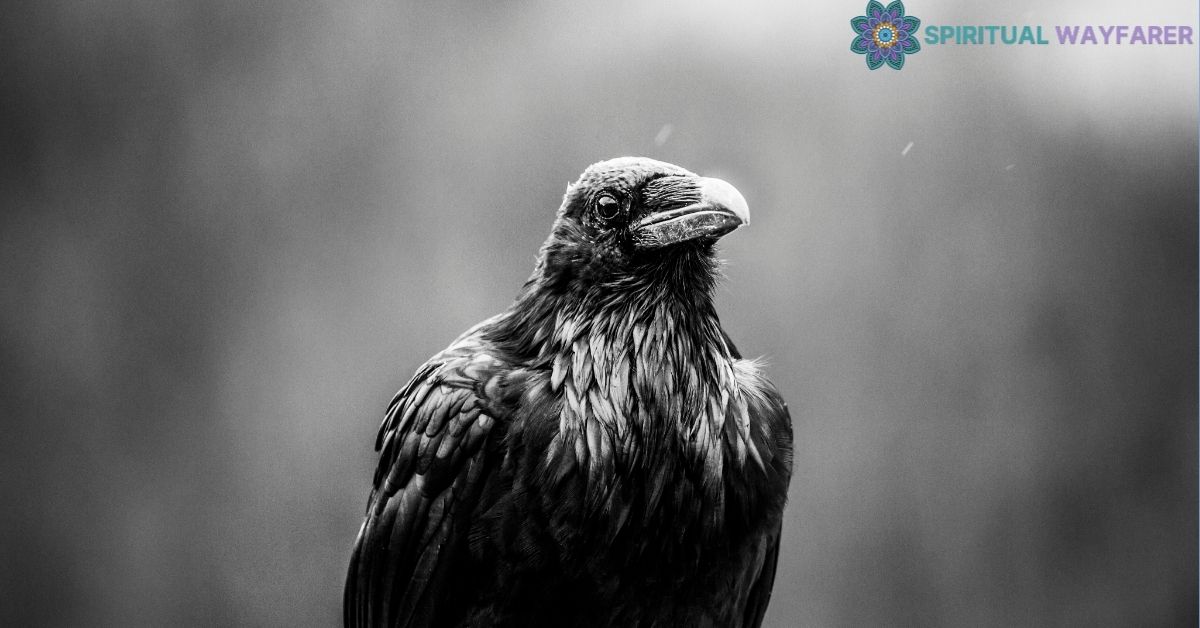 Unlocking the Mystery: What Does Seeing 4 Crows Really Mean?