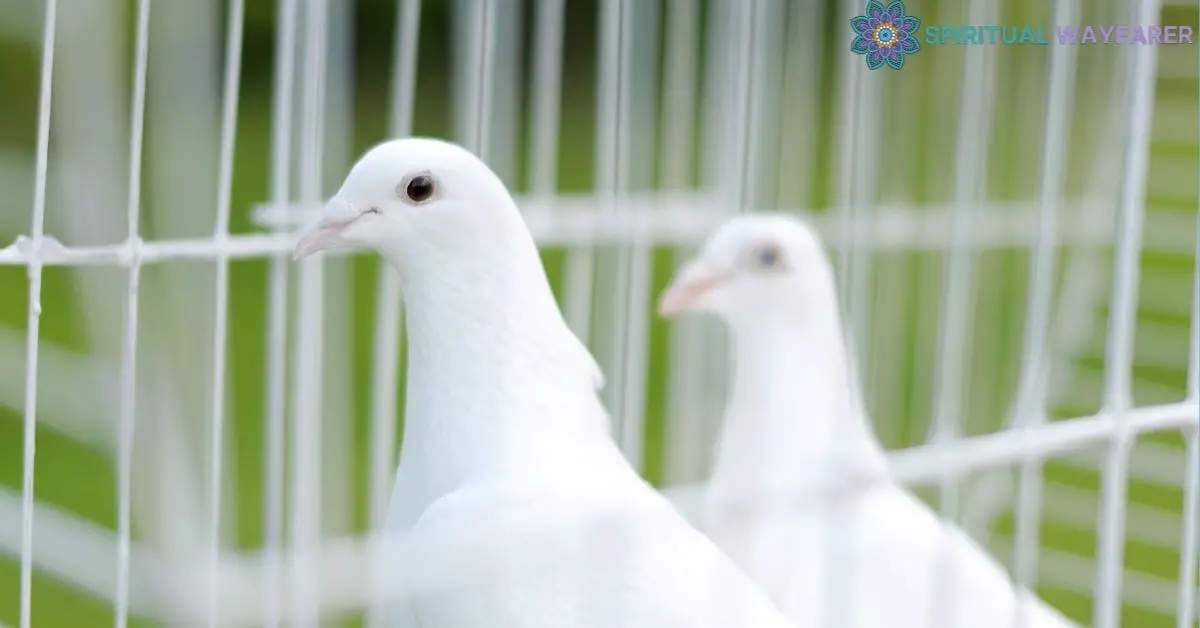 Unveiling the Mystery: What Does Spotting Two Doves Symbolize?
