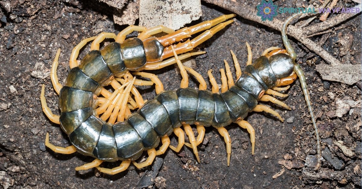 Unraveling the Mystery: The Spiritual Symbolism of Centipedes Explored