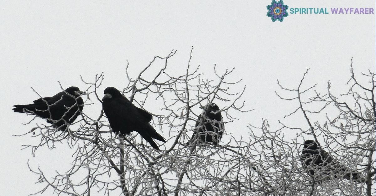 Unlocking the Mystery: What Does Seeing 4 Crows Really Mean?