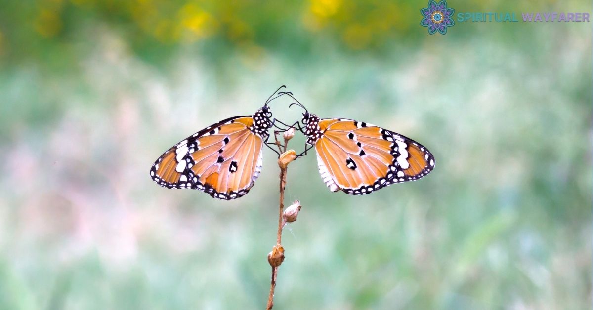 Dance in the Sky: Discovering the Unseen World of Two Butterflies in Tandem