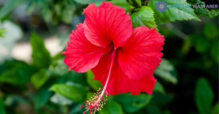 Unveiling the Hibiscus: A Deep Dive into Its Symbolic Interpretations ...