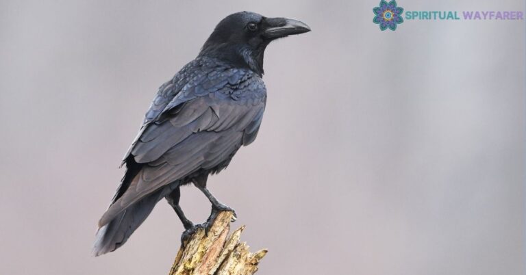 Unraveling the Raven: Spiritual Meanings and Symbolism Across Cultures