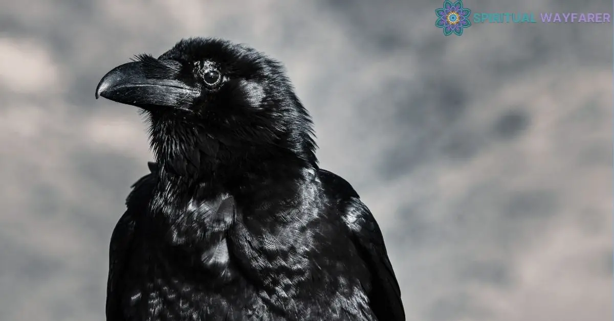 Decoding the Symbolism: What Seeing Two Crows Signifies Across ...
