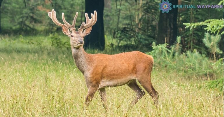 Deer Encounters: Divine Messages or Simply Nature's Way?