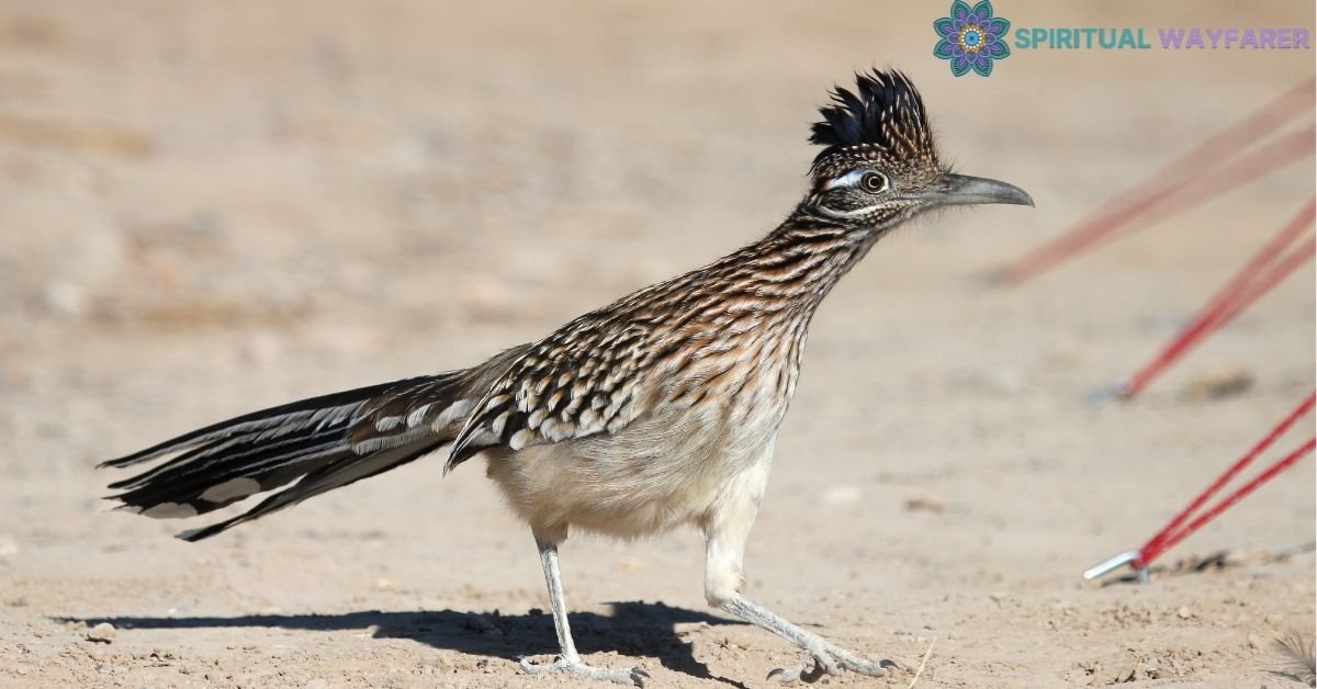 What Does it Mean When a Roadrunner Crosses Your Path? Exploring ...