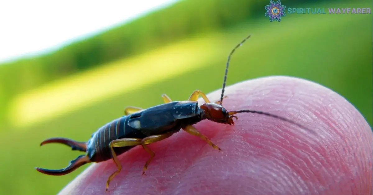 Discover the Power Within: Unveiling the Spiritual Significance of Earwigs
