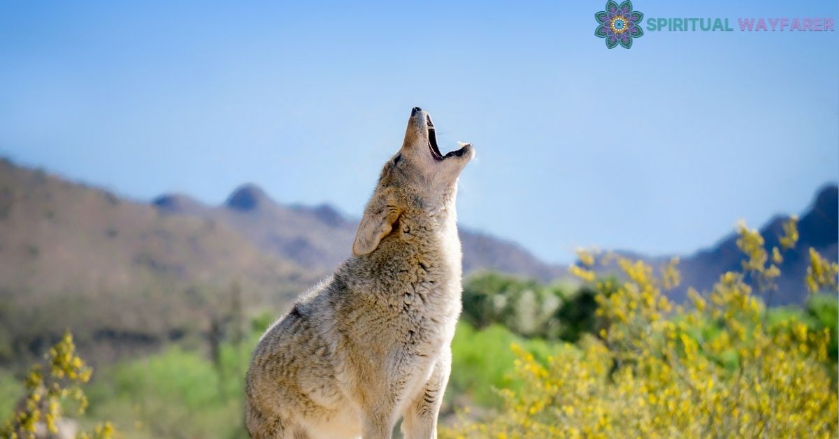 Unraveling the Richness of Coyote Symbolism: A Journey into Cultural ...
