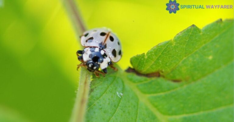 Unveiling the Secrets: The Symbolic Meaning of White Ladybugs Revealed