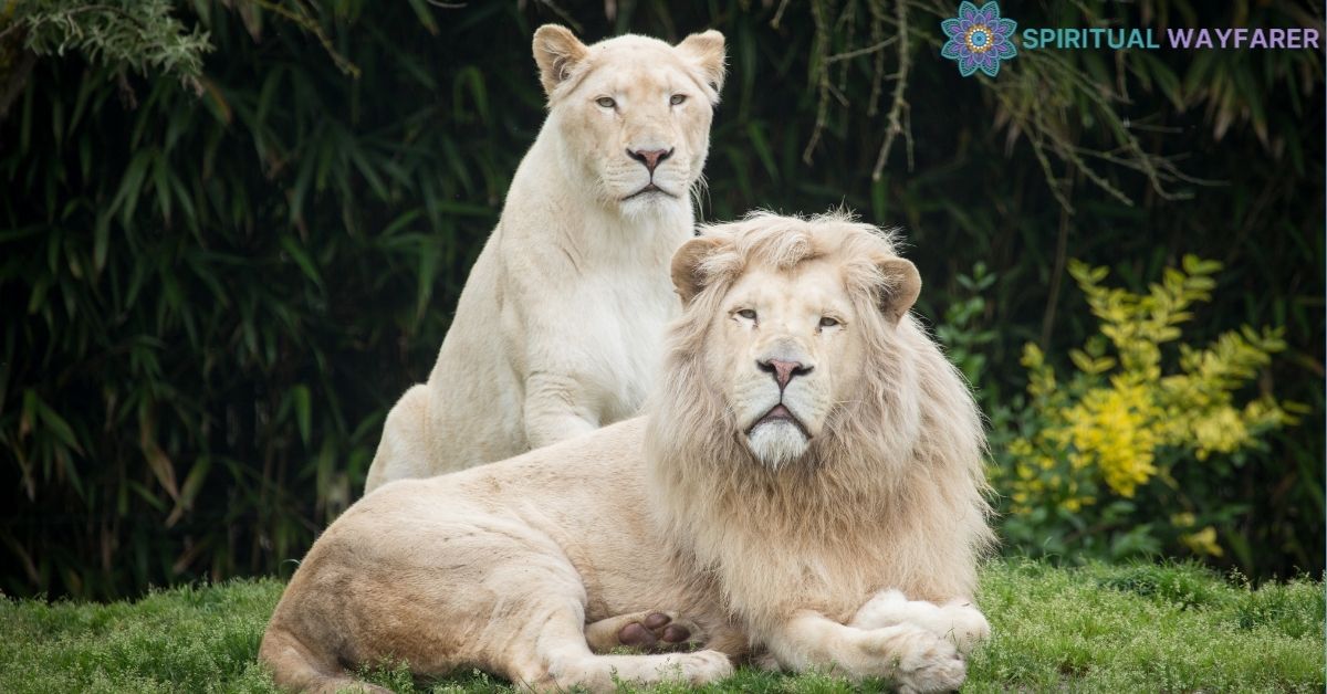 Unlocking the Secrets of the White Lion: Symbolism, Mythology, and Impact