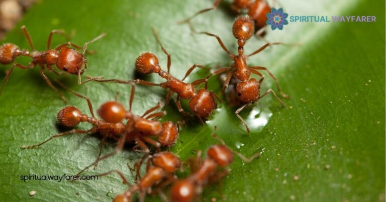 Ant Symbolism Explained: What These Tiny Creatures Teach Us About Life