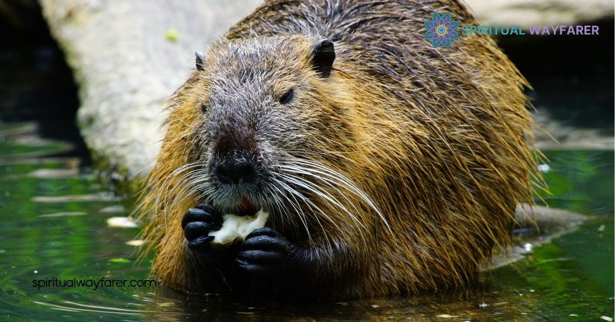 Unlocking Beaver Symbolism: What These Industrious Creatures Teach Us