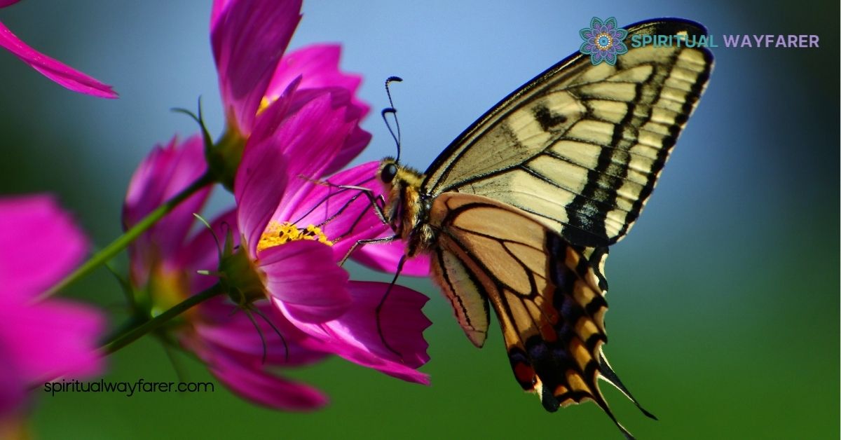 Spiritual Meaning & Symbolism of Yellow Butterflies in the Bible