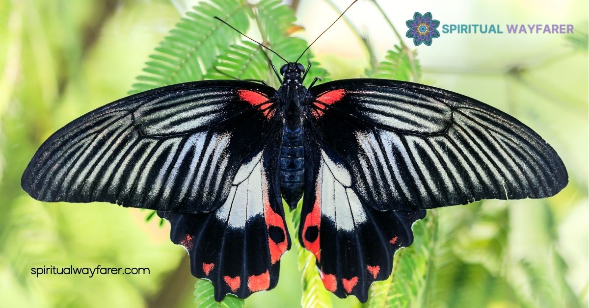 Black and Red Butterflies: Their Spiritual Meaning and Symbolism Explained