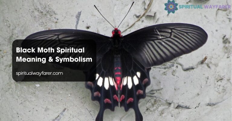 Black Moth Spiritual Meaning & Symbolism: What They’re Trying to Tell You