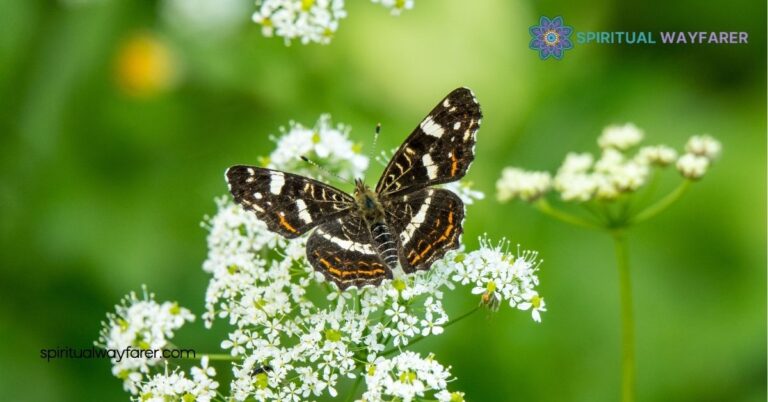 Butterfly Symbolism Revealed: How These Graceful Creatures Inspire Change