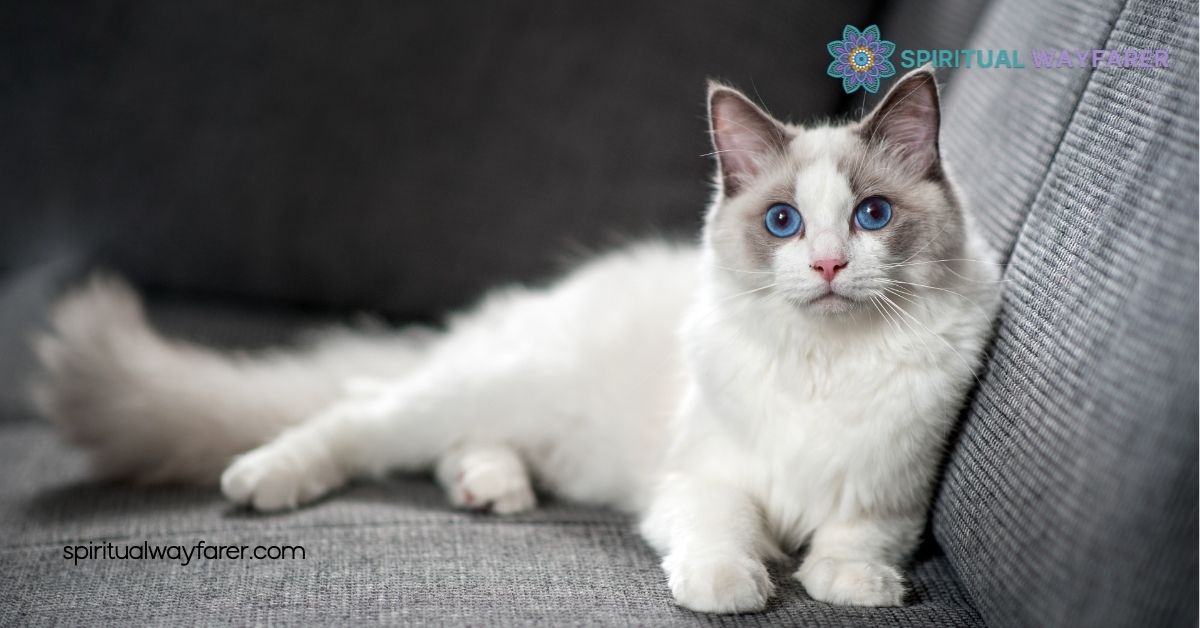 Cat Symbolism Explained: From Ancient Egypt to Modern Culture