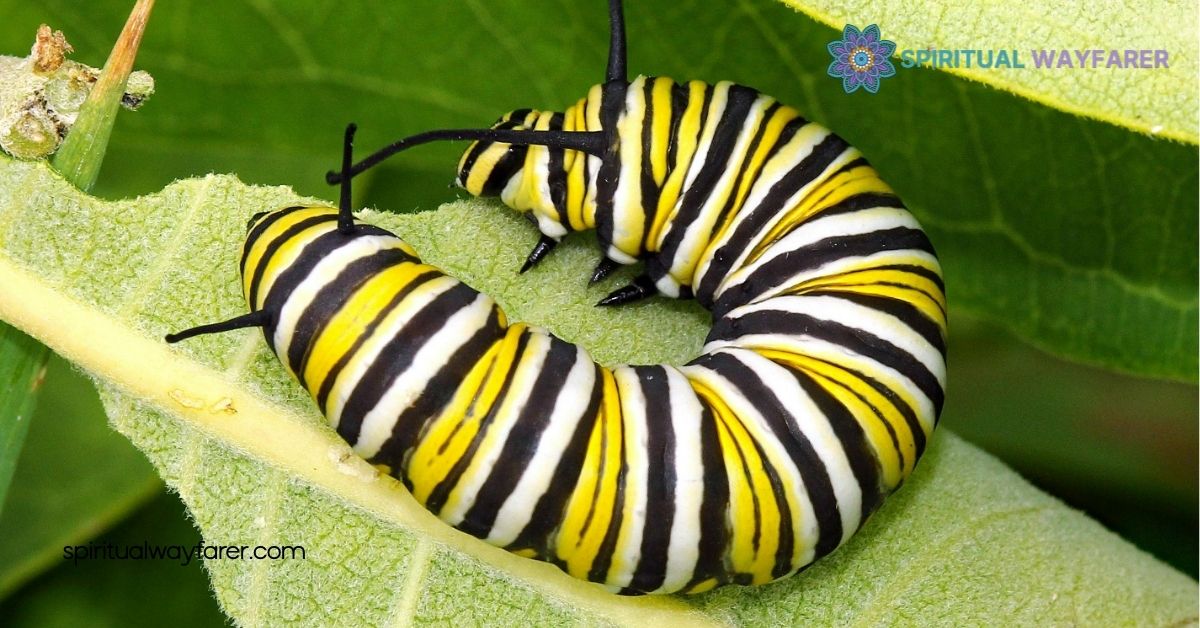 Caterpillar Symbolism: Discover Its Rich Meanings of Growth and ...