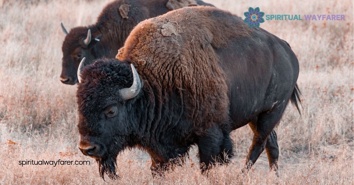 Harness the Power of the Bison Spirit Animal: Strength, Resilience & Growth