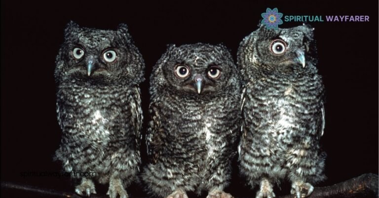 Three Birds: Exploring Their Spiritual Meaning & Symbolism