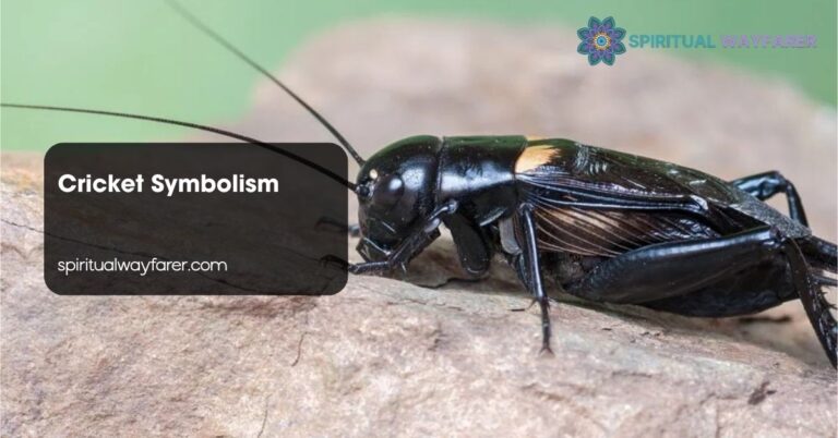 Cricket Symbolism Explained: The Traditions and Cultural Significance ...