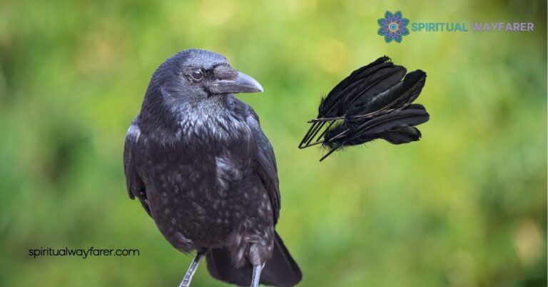 Discover Crow Feather Symbolism: Meanings Across Cultures and History