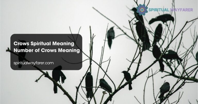 Crows Spiritual Meaning: What the Number of Crows Symbolizes