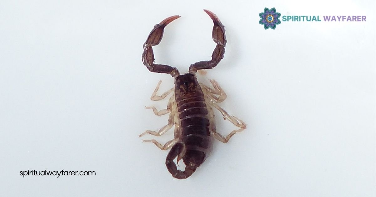 Unlocking the Symbolic Meaning of a Scorpion: Transformation ...