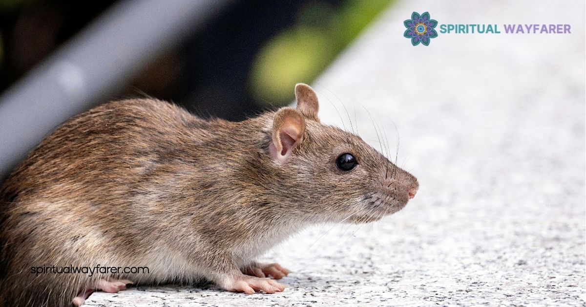 Unveiling Rat Symbolism: Surprising Meanings Across Cultures