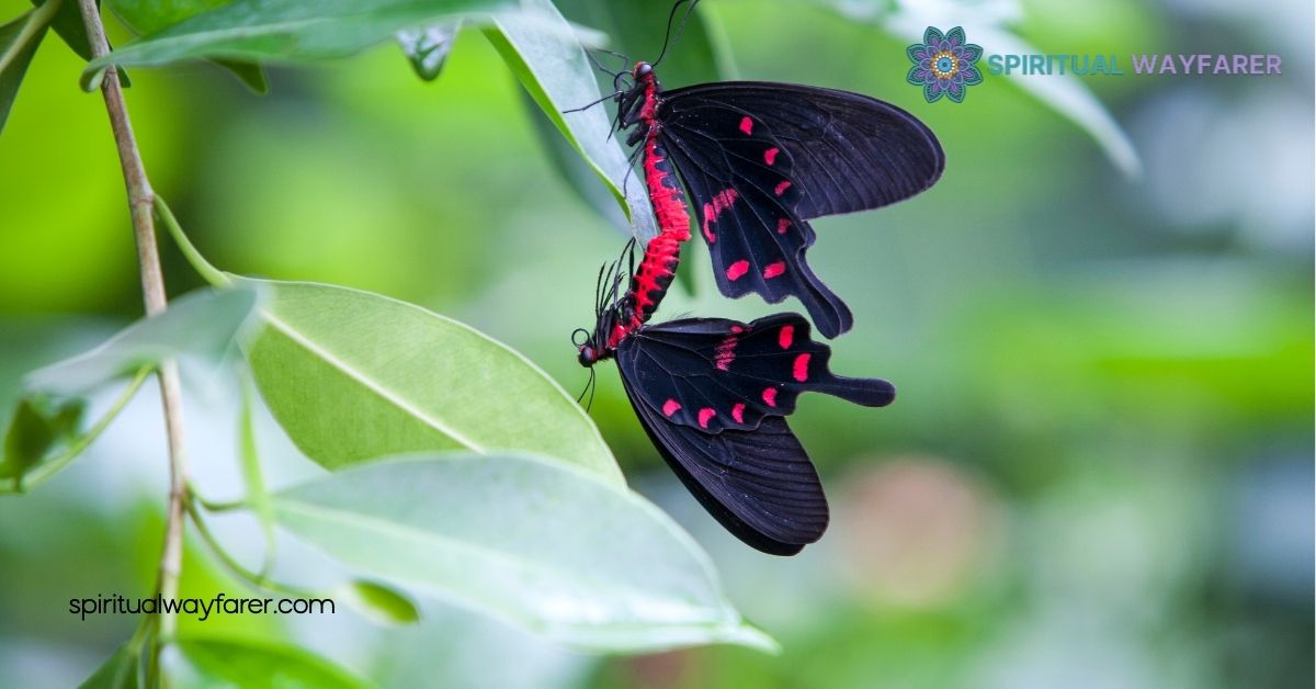 Black and Red Butterflies: Their Spiritual Meaning and Symbolism Explained